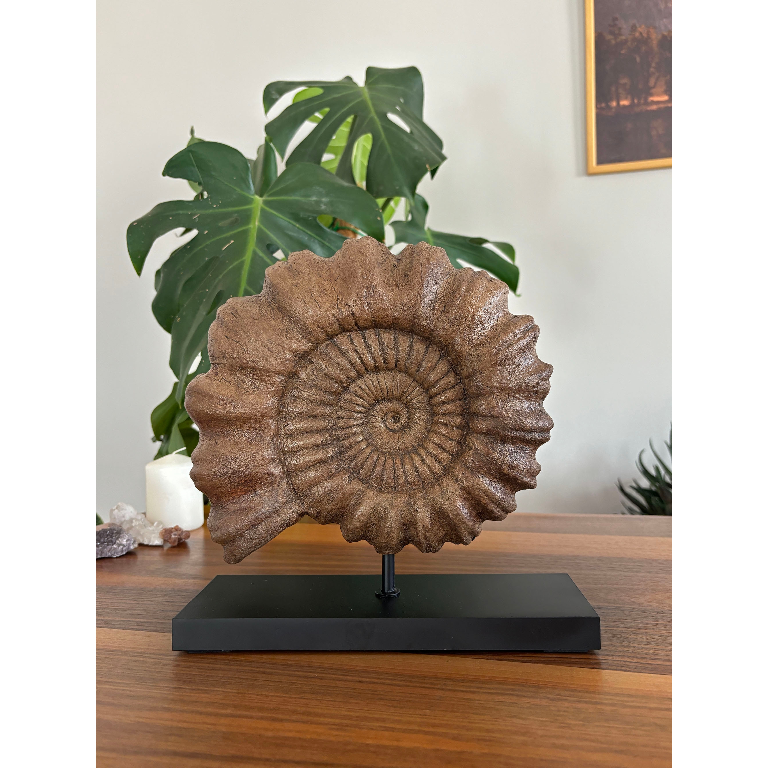 fossil shell ornament